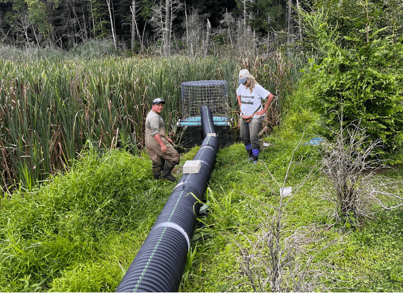 How a Beaver Pond Leveler Saved the Day - Holmes Fine Gardens